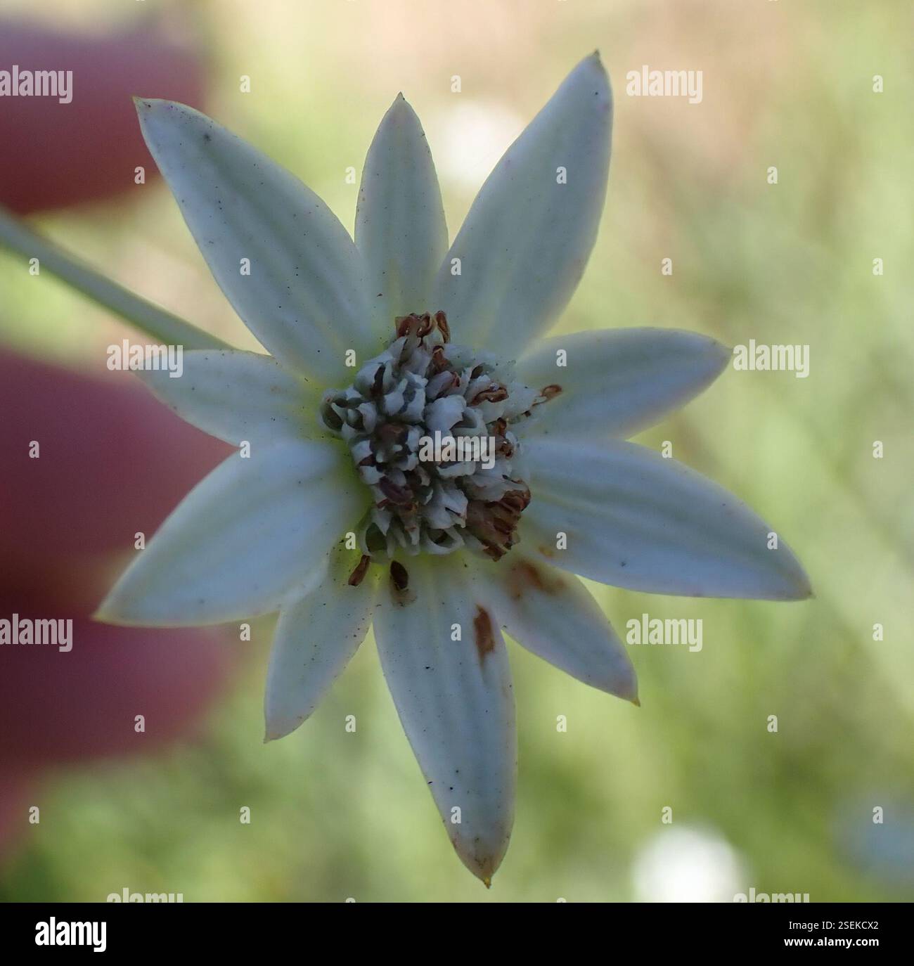 Fivefive Ministar (Alepidea peduncularis), Plantae, uMgungundlovu ...