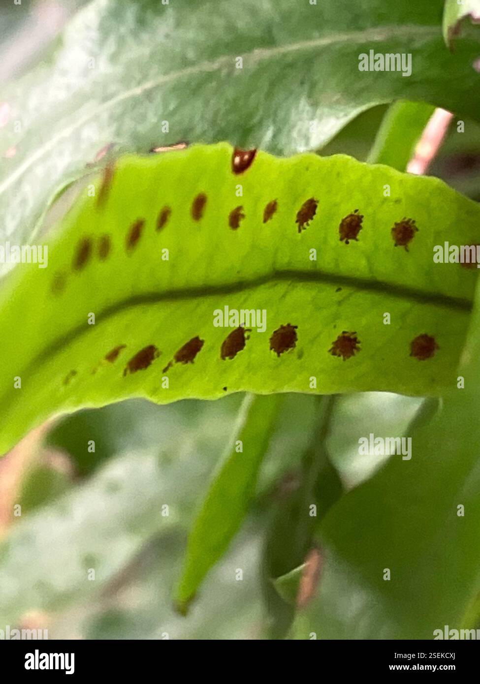 polypody family (Polypodiaceae), Plantae, Saint Peter, MS Stock Photo ...