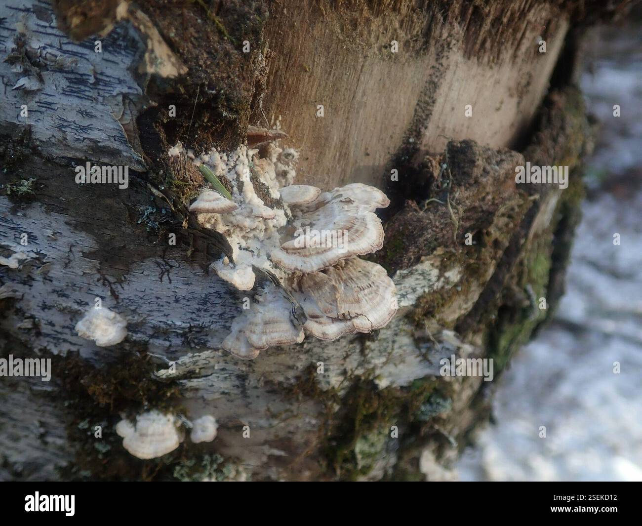 Trichaptum usa hi-res stock photography and images - Alamy