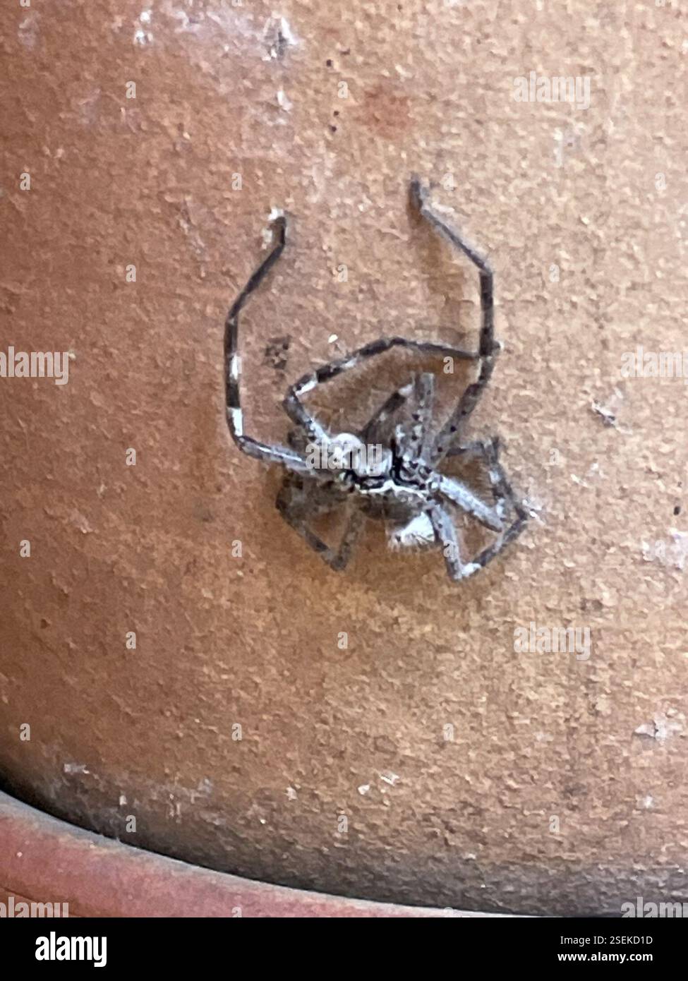 Victorian Huntsman Spider (Isopedella victorialis), Arachnida Stock ...
