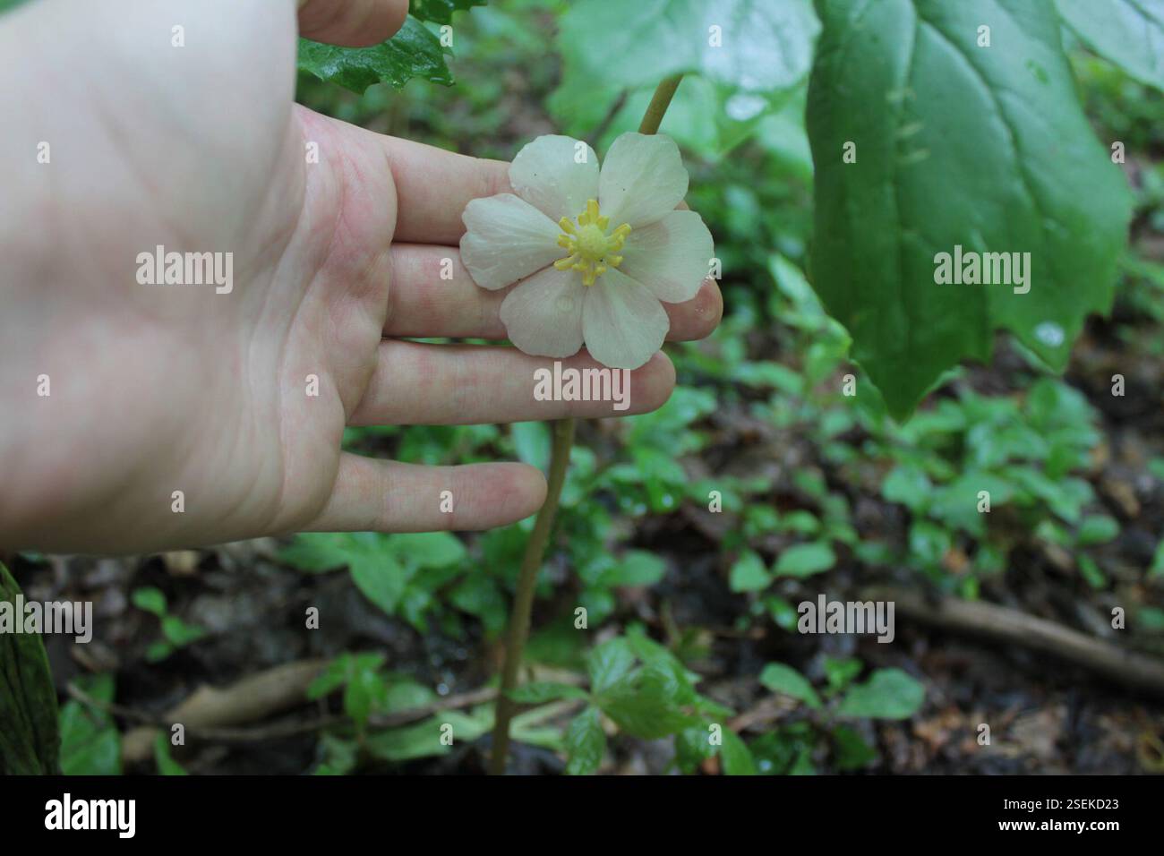 mayapple (Podophyllum peltatum), Plantae, Hudson, OH, USA Stock Photo ...