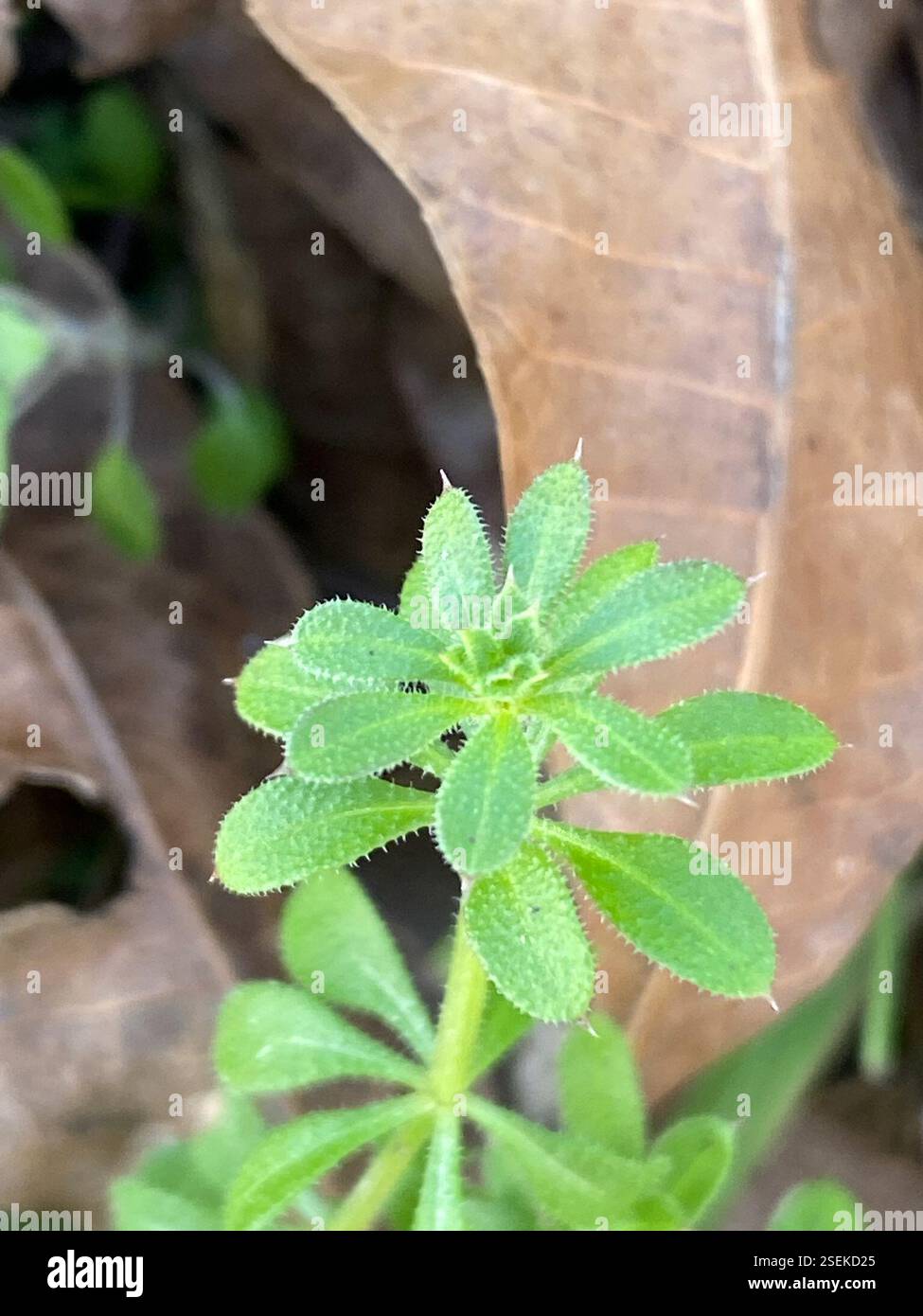 catchweed bedstraw (Galium aparine), Plantae, County Road 202, Cameron ...