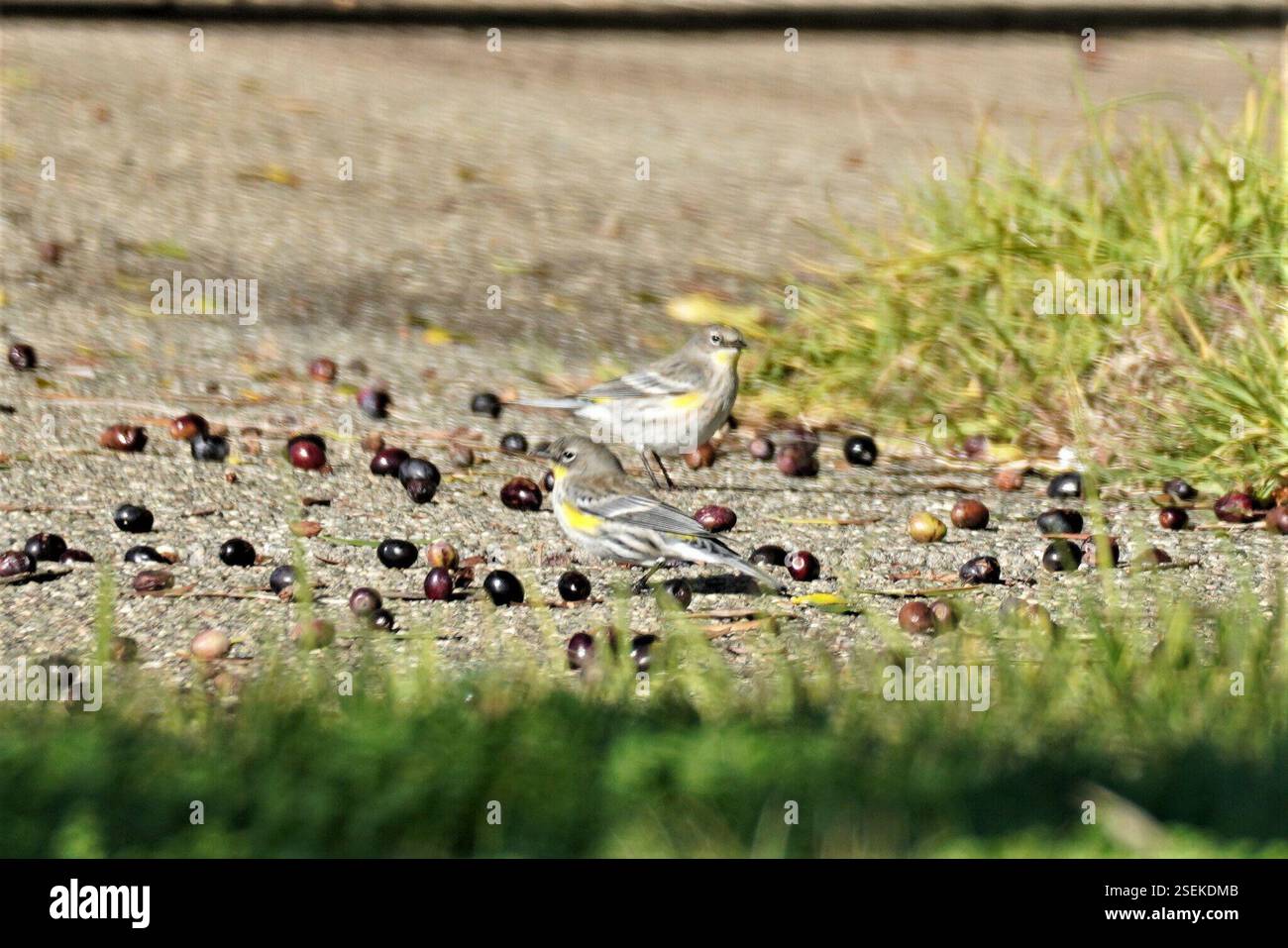 Audubon's Warbler (Setophaga coronata auduboni), Aves, El Dorado Hills ...
