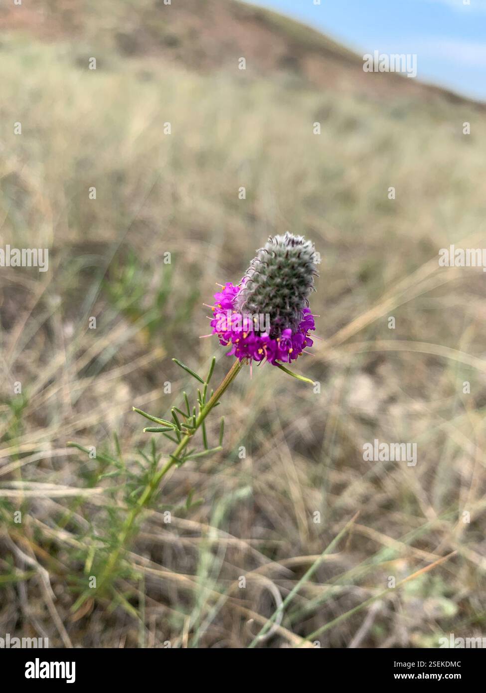 purple prairie clover (Dalea purpurea), Plantae, Dry Island Buffalo ...