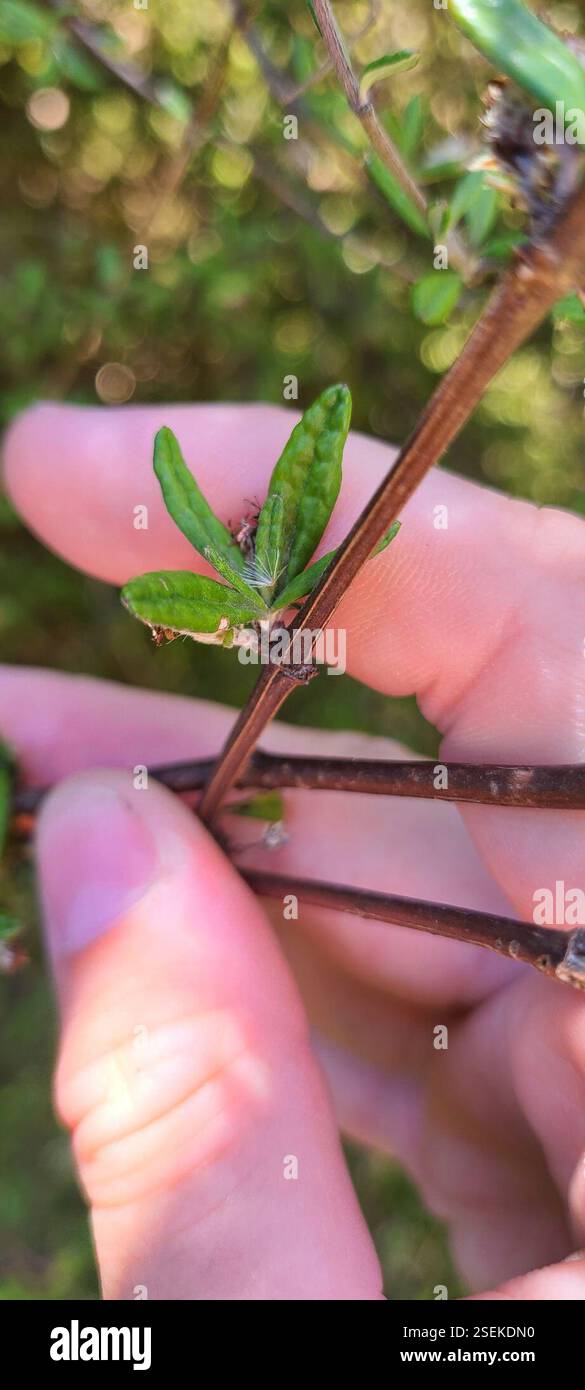 (Olearia bullata), Plantae, Christchurch including Banks Peninsula, NZ ...