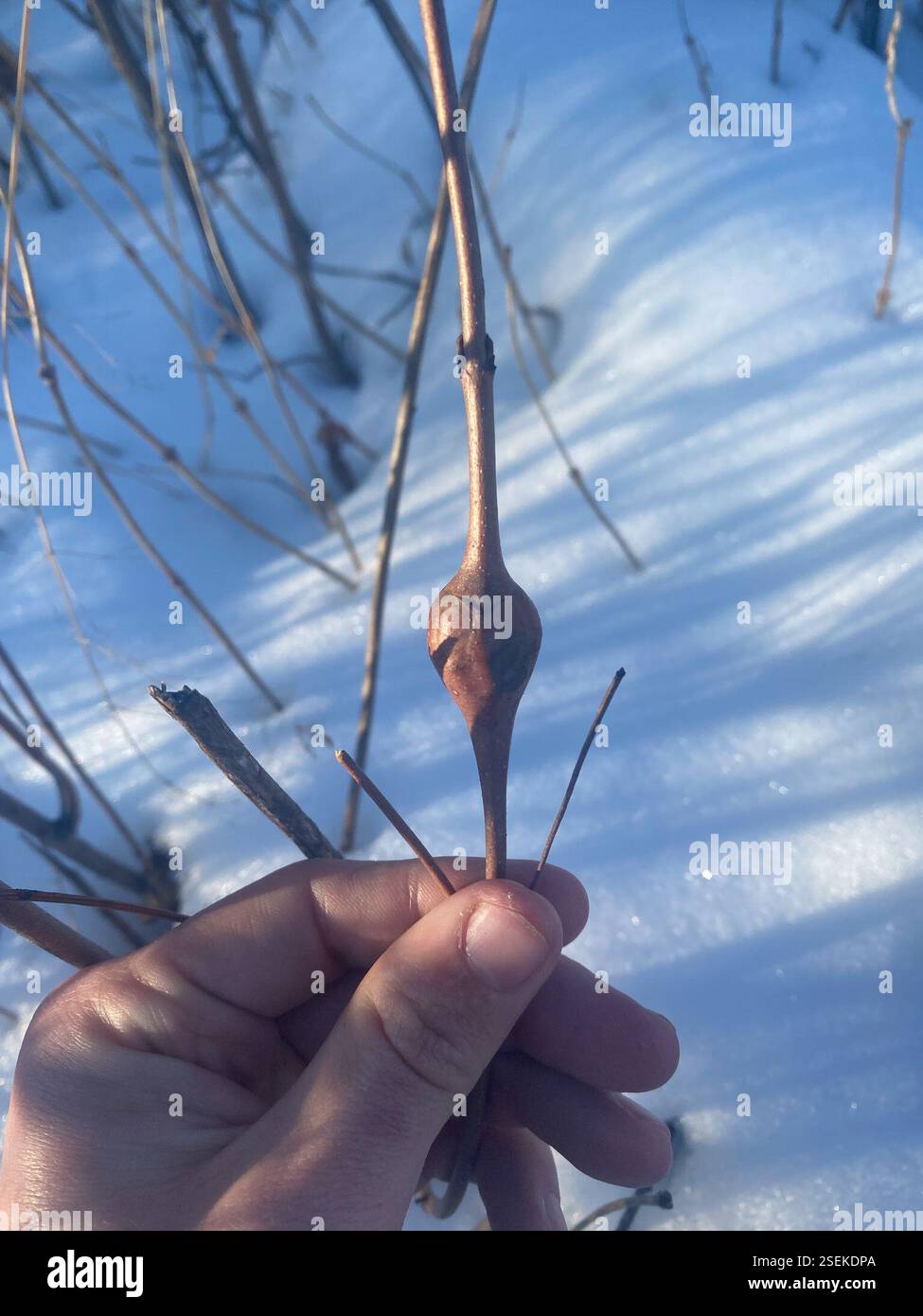 Short branching stems hi-res stock photography and images - Alamy