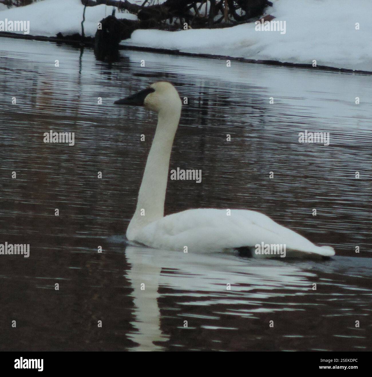 Trumpeter Swan (Cygnus buccinator), Aves, Okanagan-Similkameen, BC ...