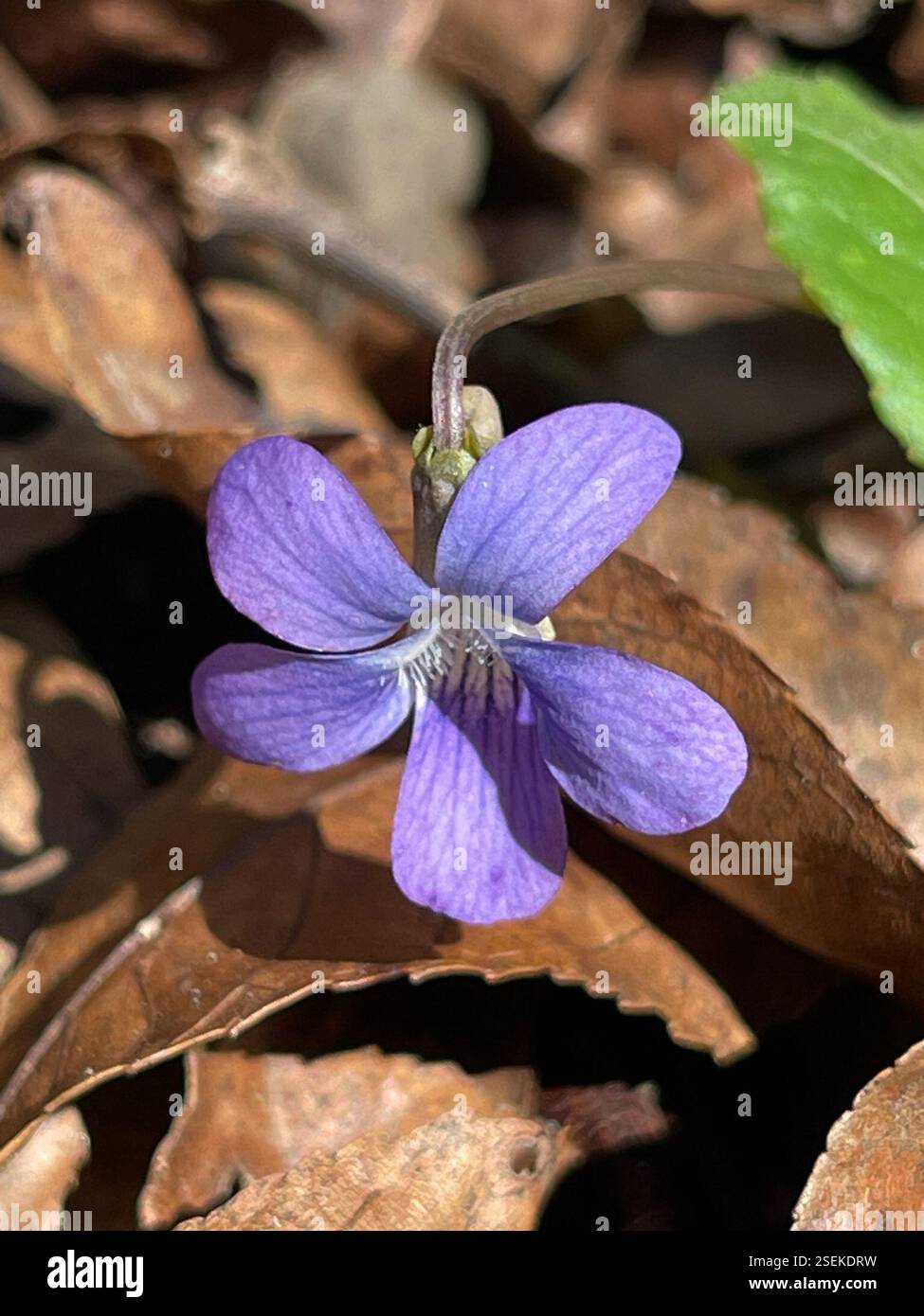 common blue violet (Viola sororia), Plantae, Tallahassee, FL, US Stock ...