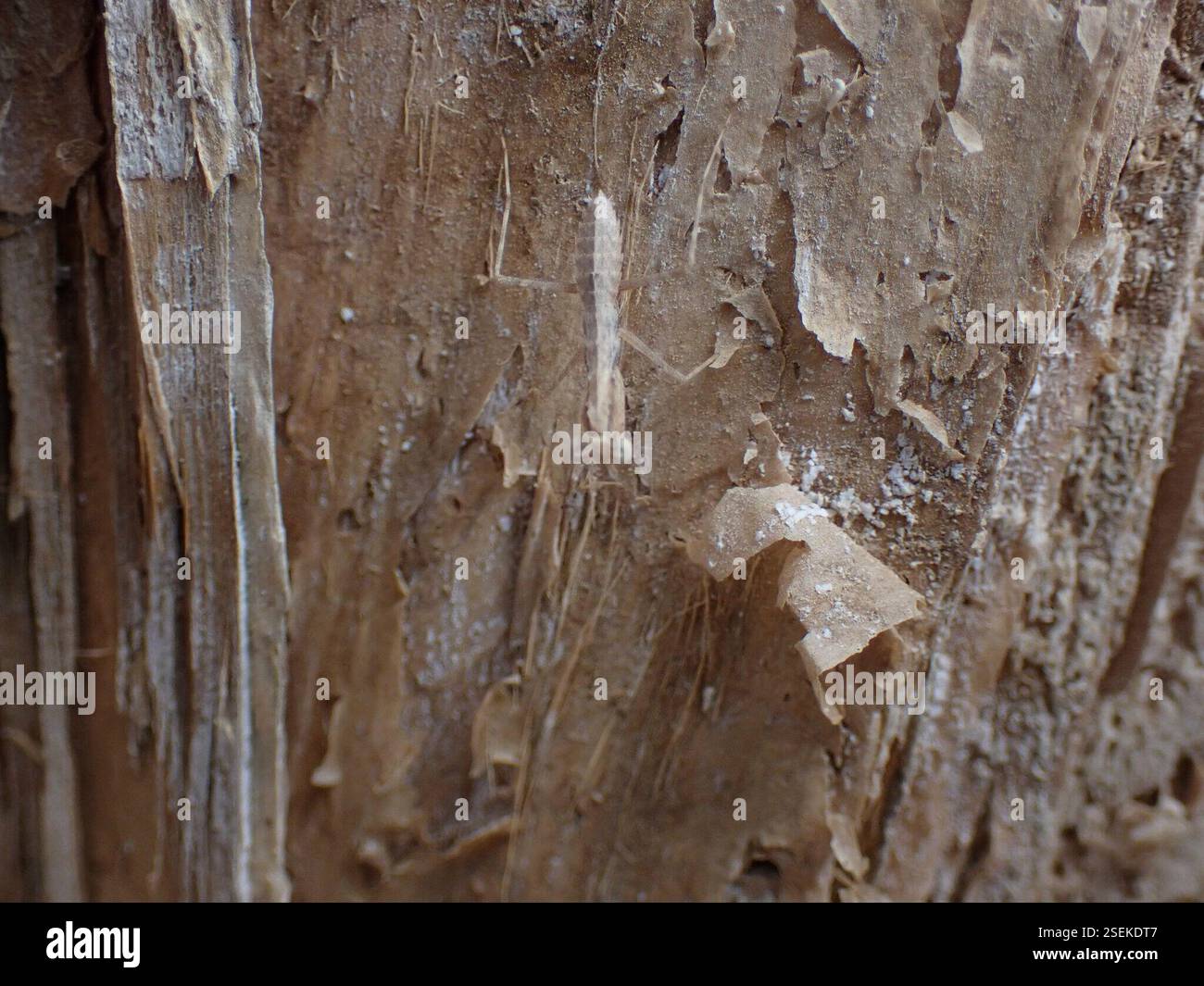 (Metoxypilus), Insecta, Cooktown QLD 4895, Australia Stock Photo - Alamy