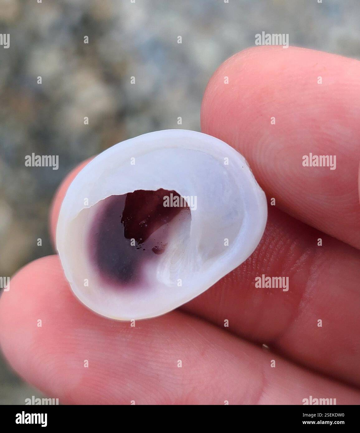 (Sigapatella novaezelandiae), Mollusca, Oamaru 9495, New Zealand Stock Photo - Alamy