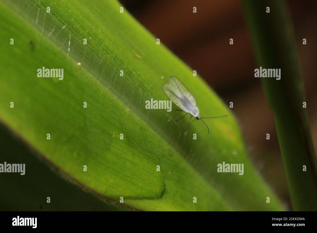 True Bugs, Hoppers, Aphids, and allies (Hemiptera), Insecta, Oxapampa ...