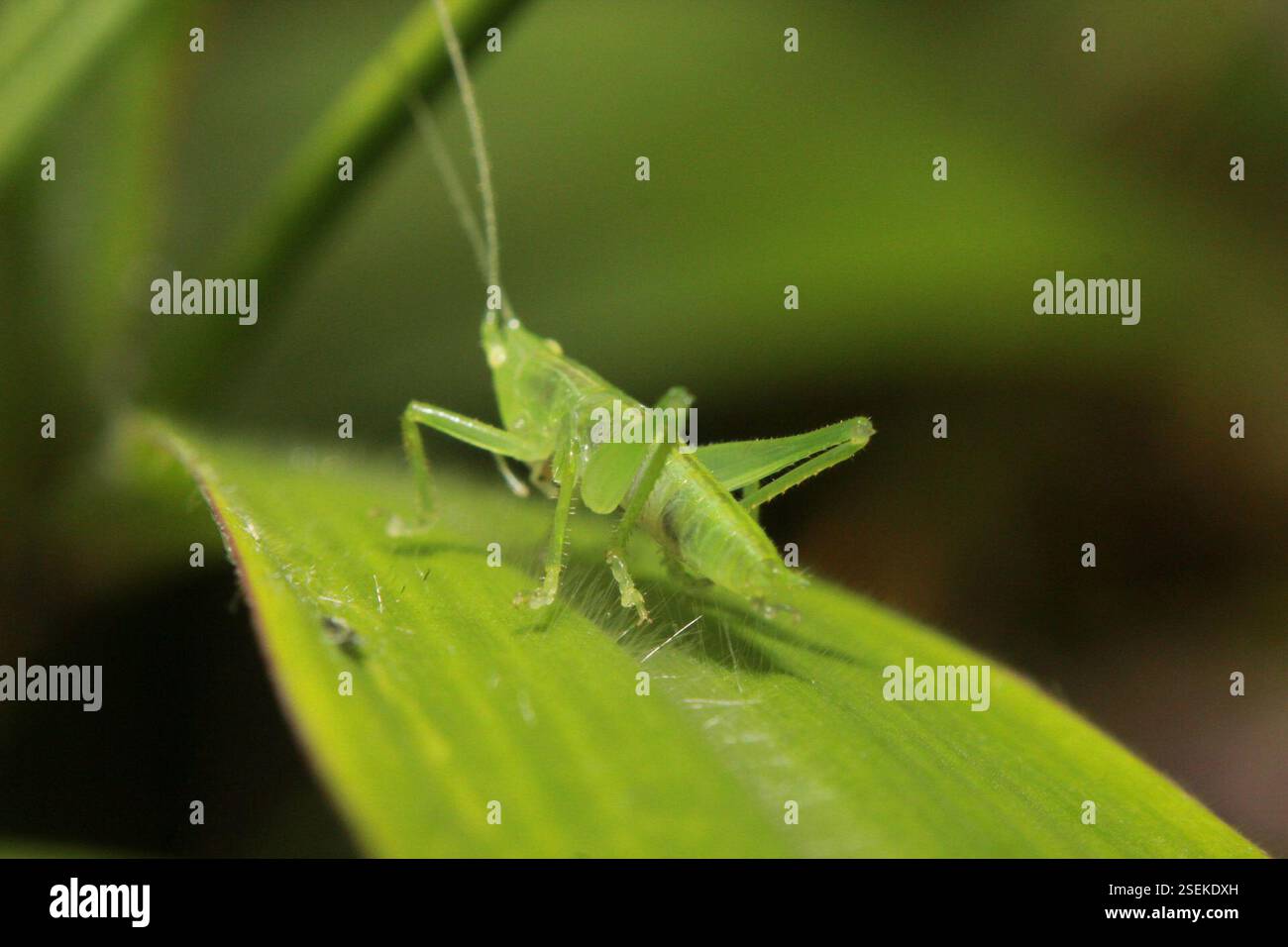 Coneheads (Copiphorini), Insecta, Oxapampa, Peru Stock Photo - Alamy