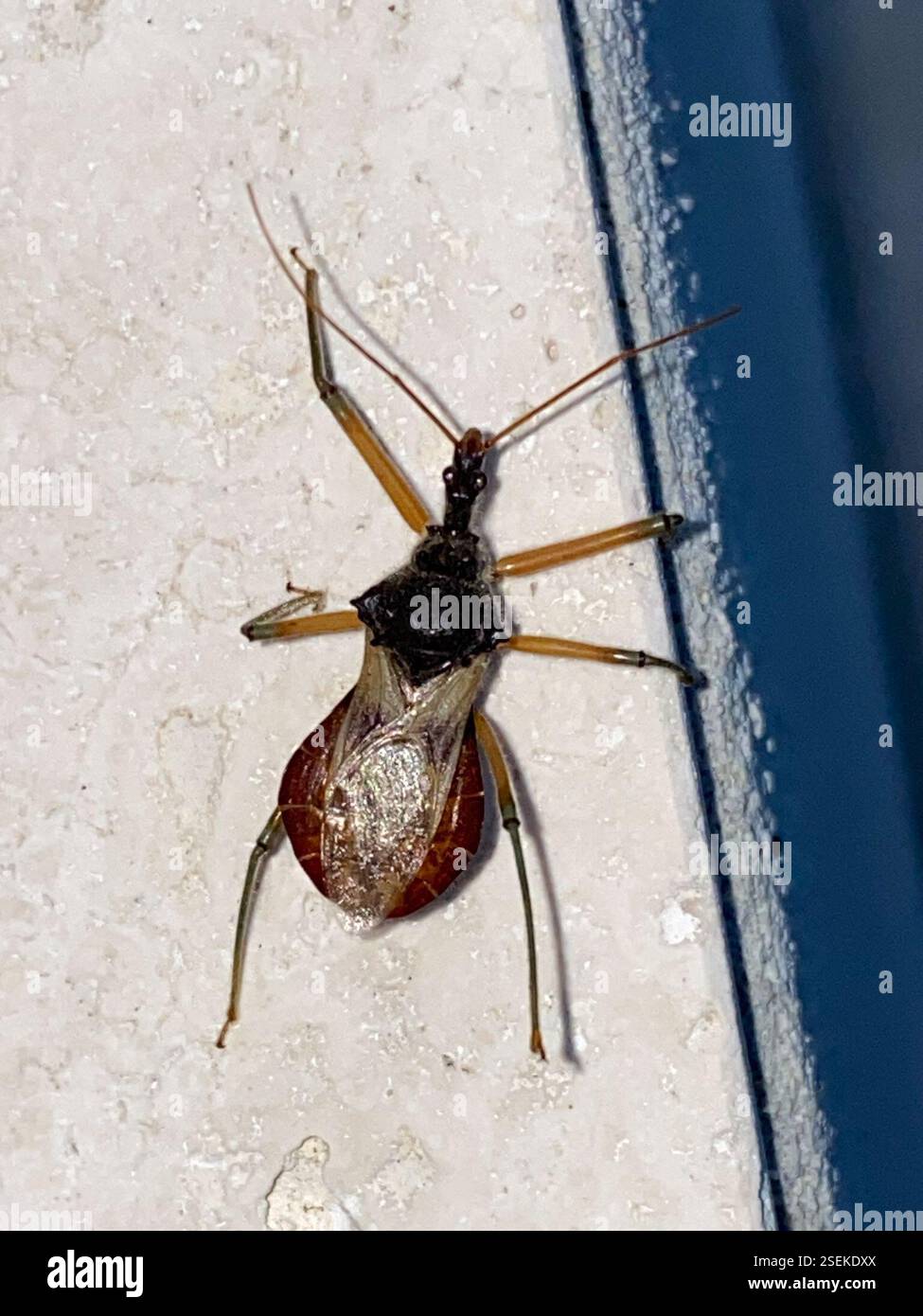 Common Assassin Bug (Pristhesancus plagipennis), Insecta, Delaney Cct ...