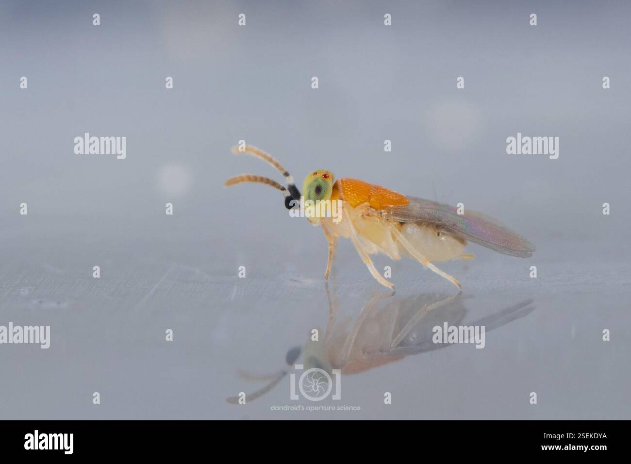 (Tetracneminae), Insecta, Chimney Lakes, Jacksonville, FL, USA ...