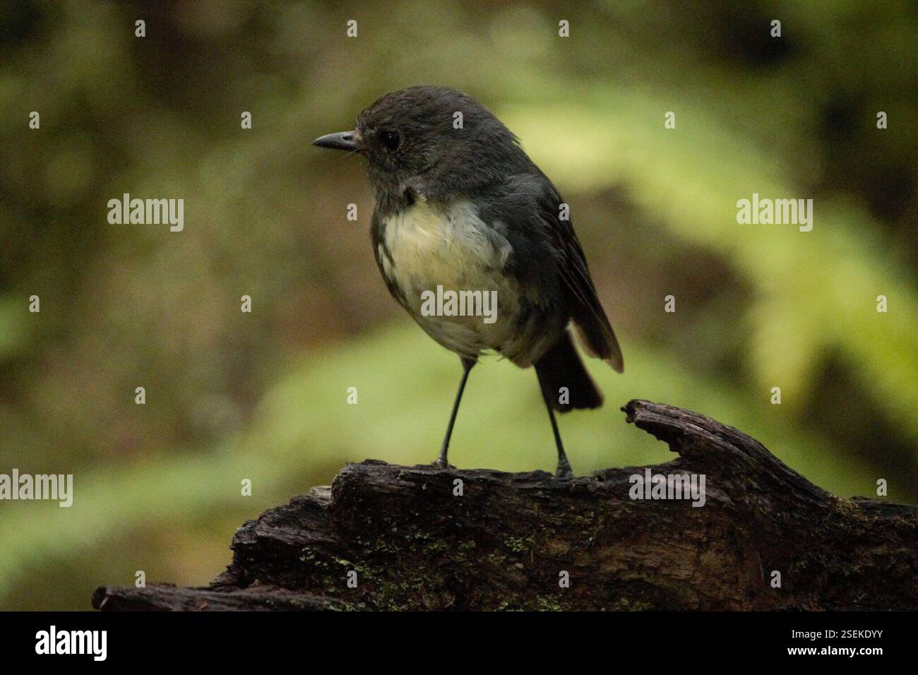 Mainland South Island Robin (Petroica australis australis), Aves ...
