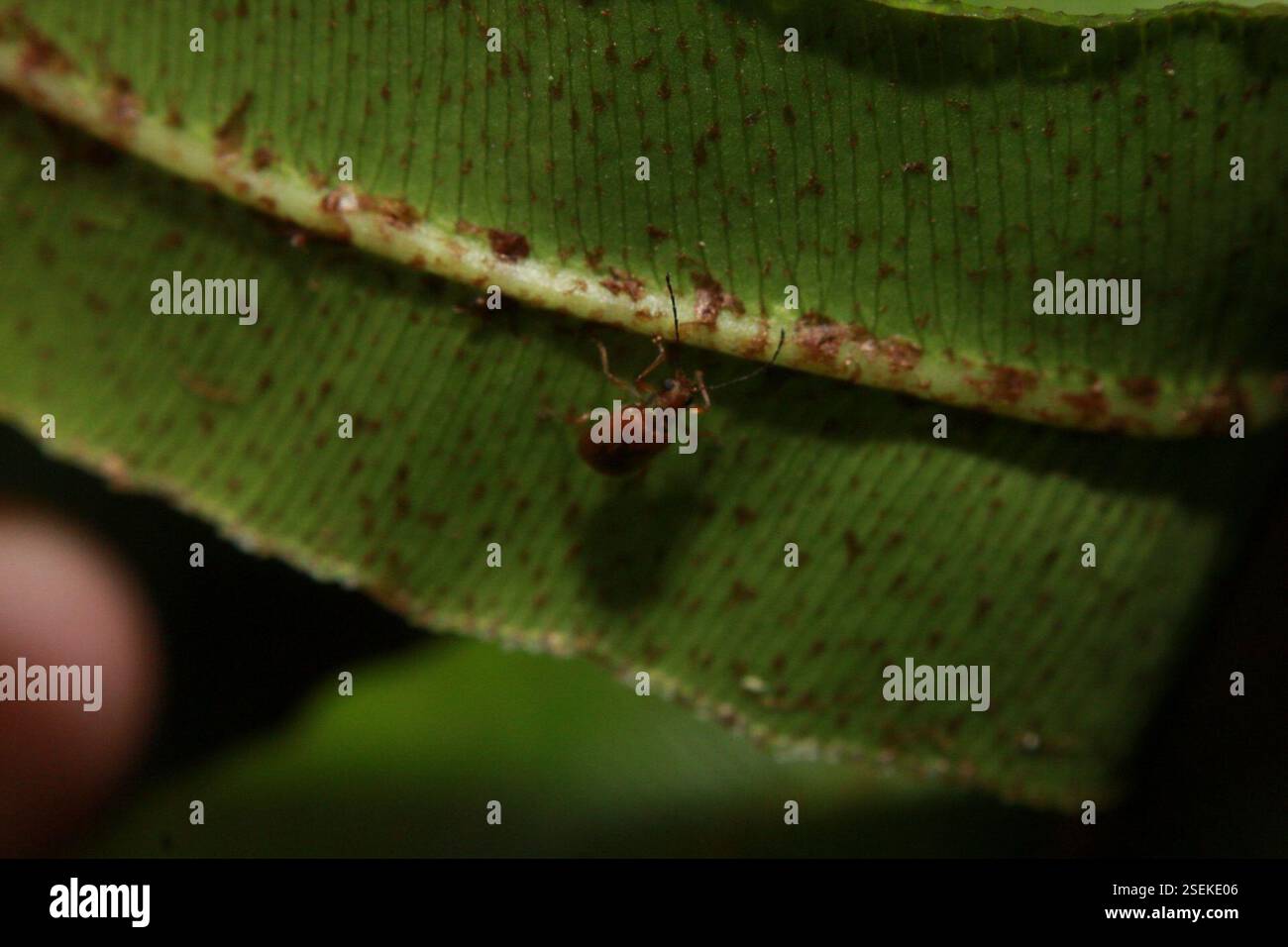 Leaf Beetles (Chrysomelidae), Insecta, Oxapampa, Peru Stock Photo - Alamy
