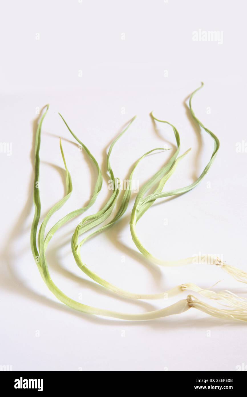 Indian spice, fresh green Garlic leaves with root Lahsun Allium sativum ...