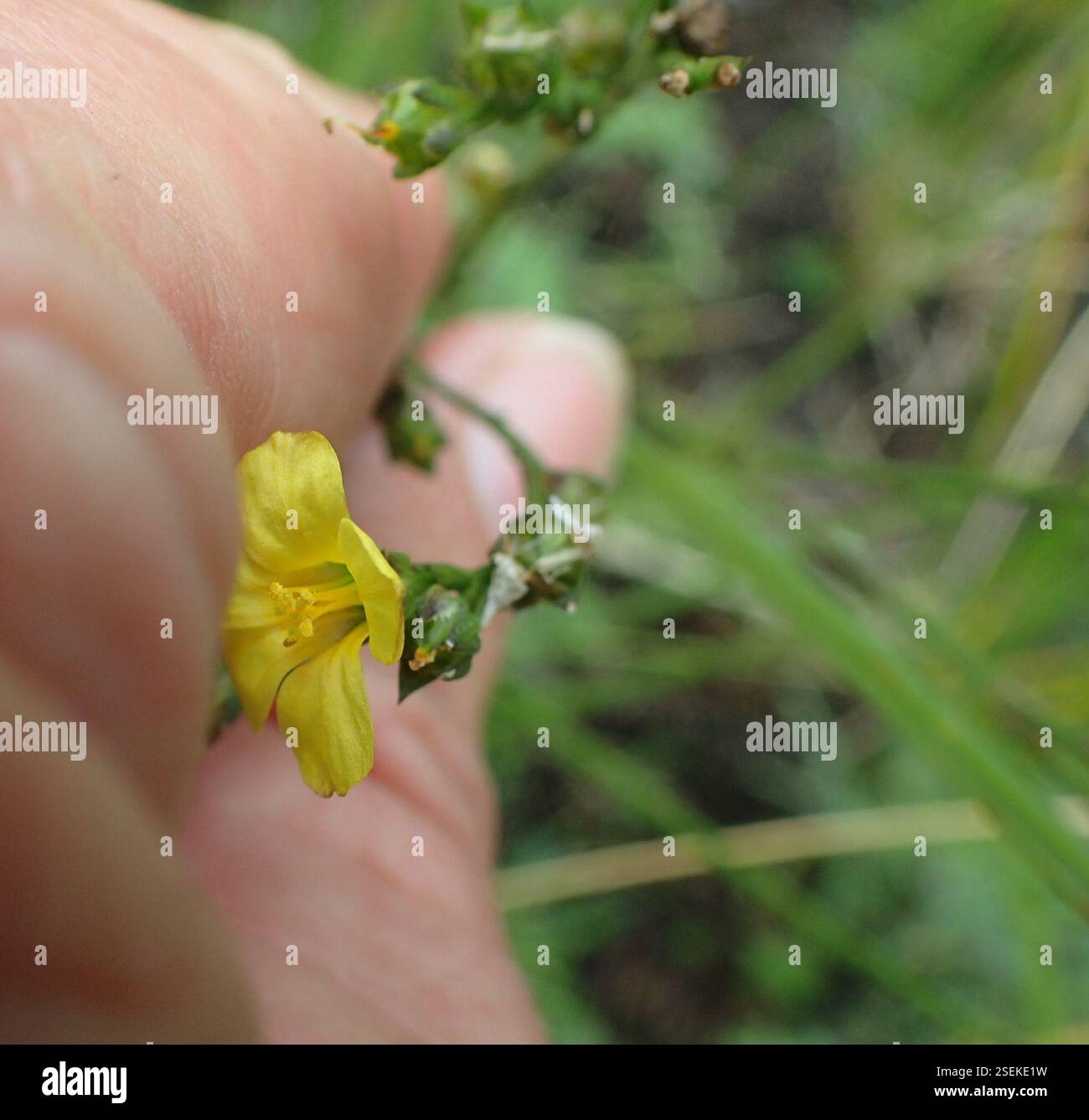 Wild Flax (Linum thunbergii), Plantae, Highmoor, 3300, South Africa ...