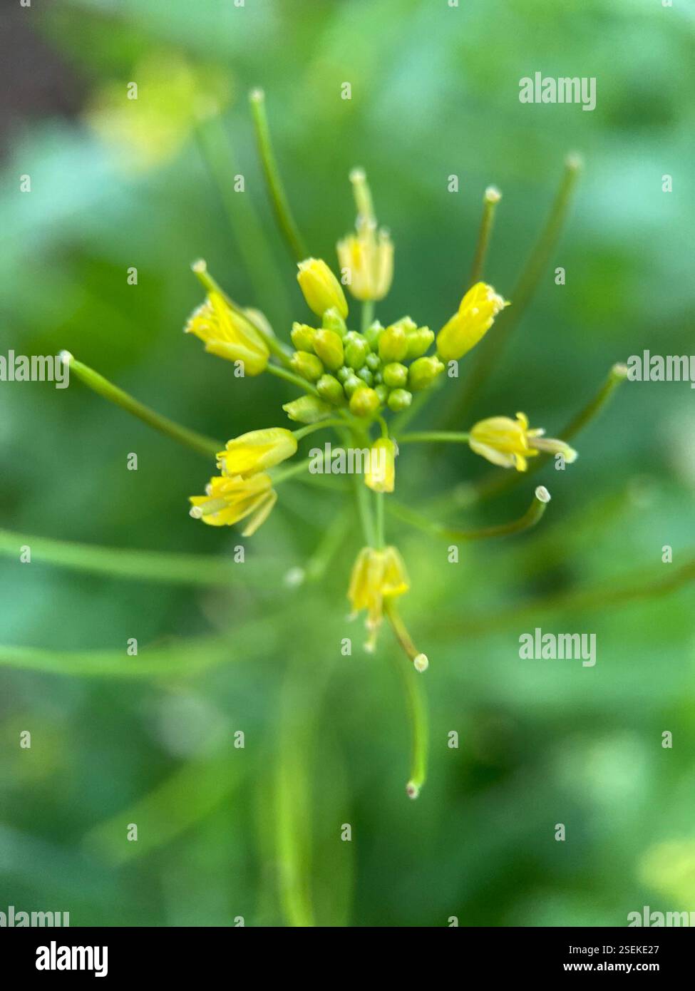mustard family (Brassicaceae), Plantae, Los Angeles County, US-CA, US ...