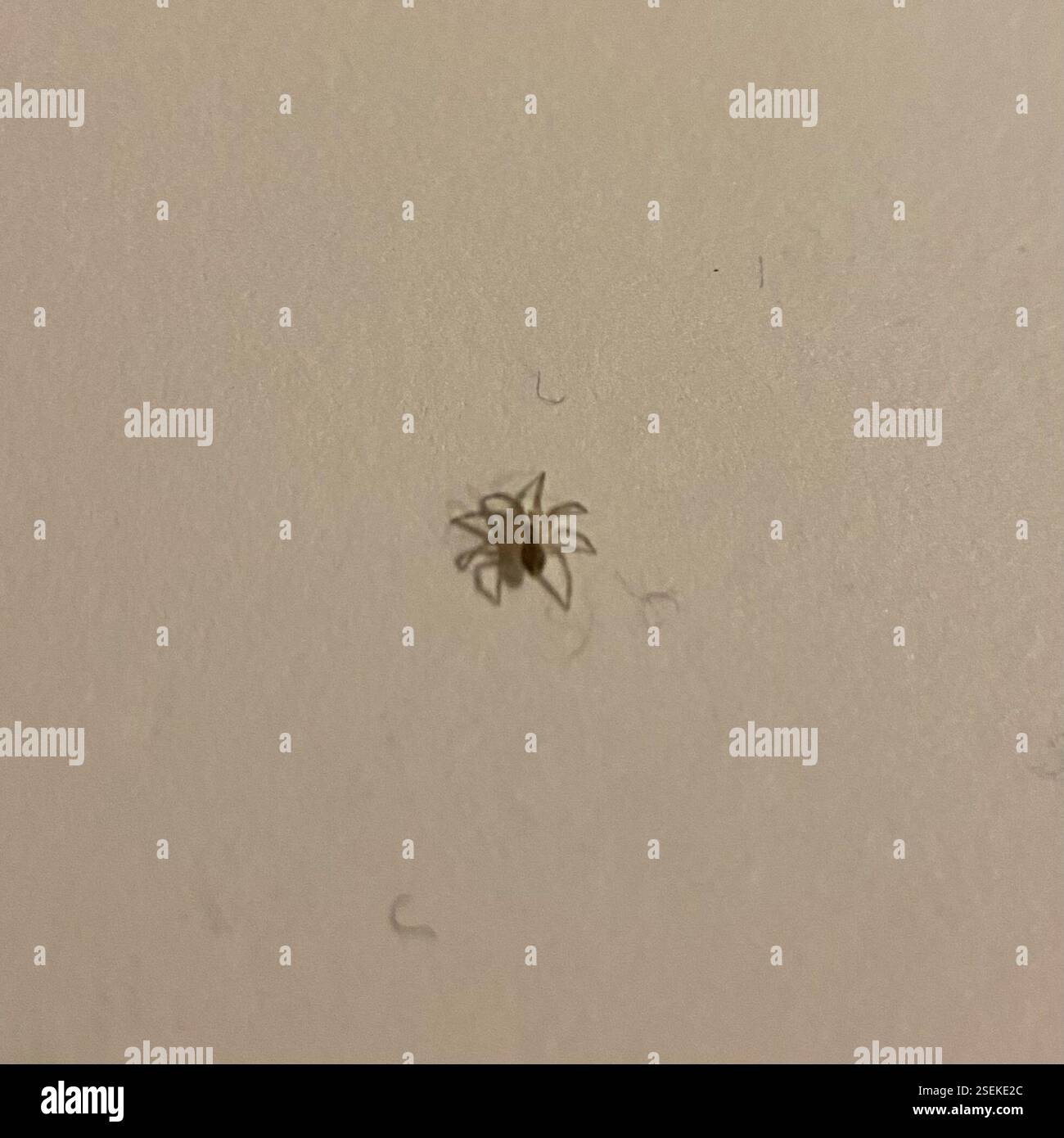 Wall Spiders (Oecobius), Arachnida, , Found in a fieldcap mushroom ...