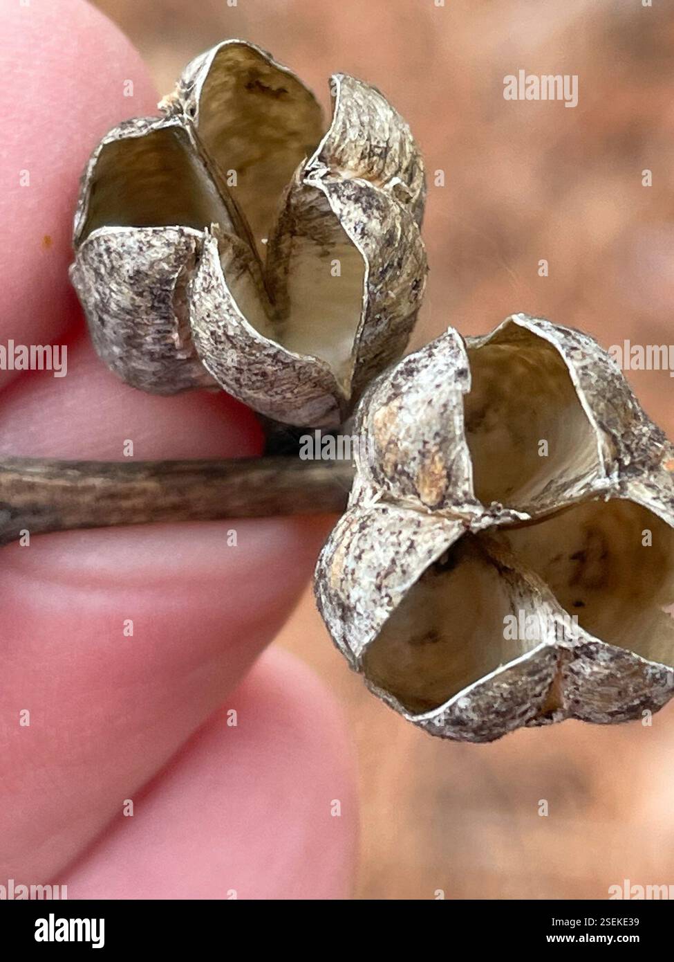 Eastern False Aloe (Manfreda virginica), Plantae, North Carolina, US ...