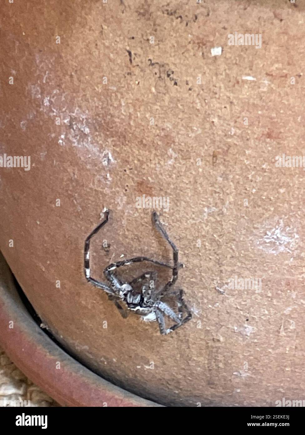 Victorian Huntsman Spider (Isopedella victorialis), Arachnida Stock ...