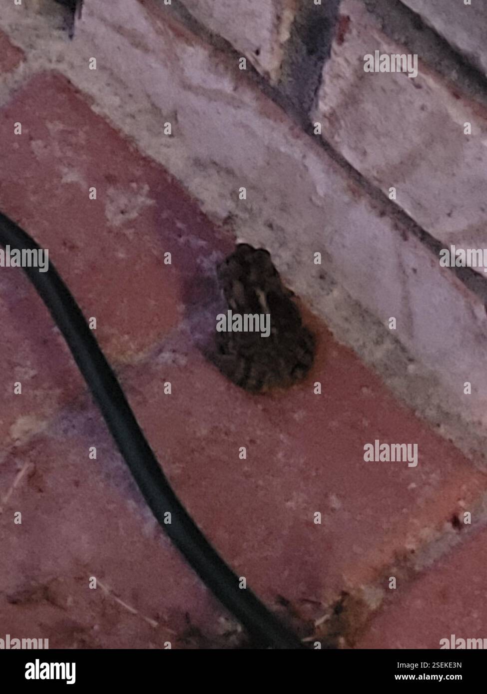 Southern Toad (Anaxyrus terrestris), Amphibia, 2185 Bellmead Circle ...