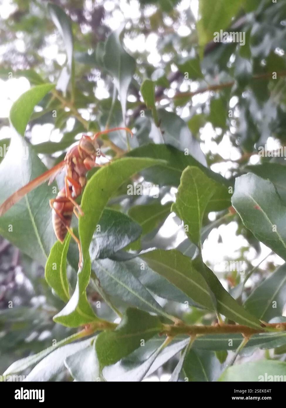 canadensis/exclamans-group Paper Wasps (Aphanilopterus), Insecta ...