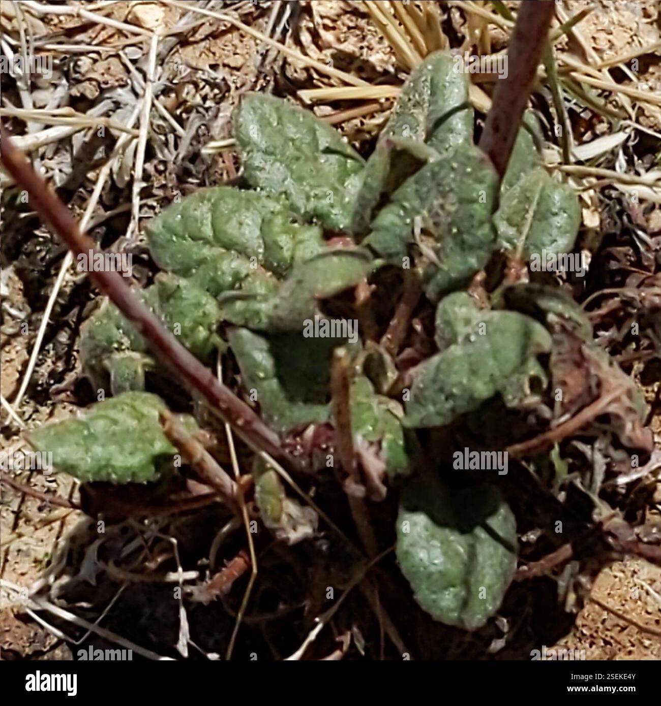Desert Trumpet (Eriogonum inflatum), Plantae, Clark County, US-NV, US ...