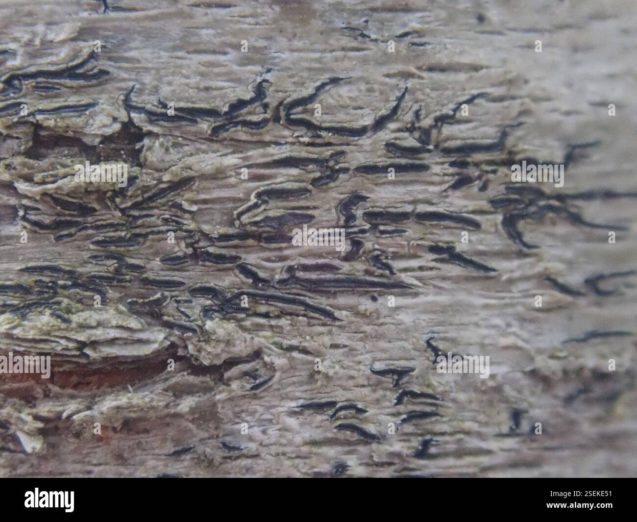 Common Script Lichen (Graphis scripta), Fungi, Royalston, MA, USA Stock ...