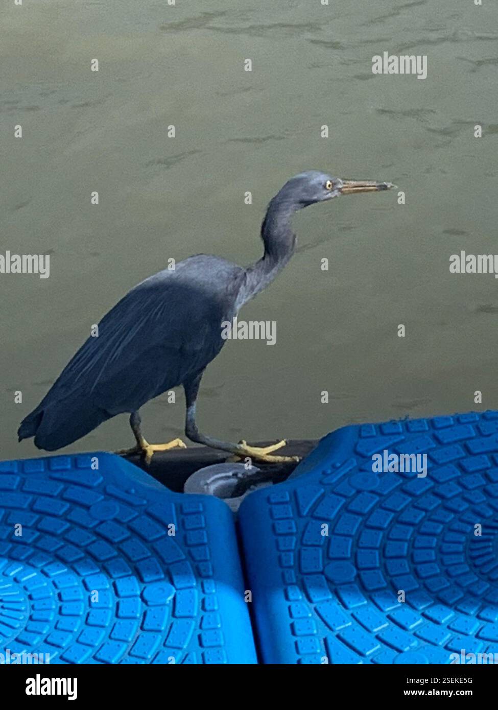 Pacific Reef Heron (Egretta sacra), Aves, Strait of Malacca, Krabi, TH ...