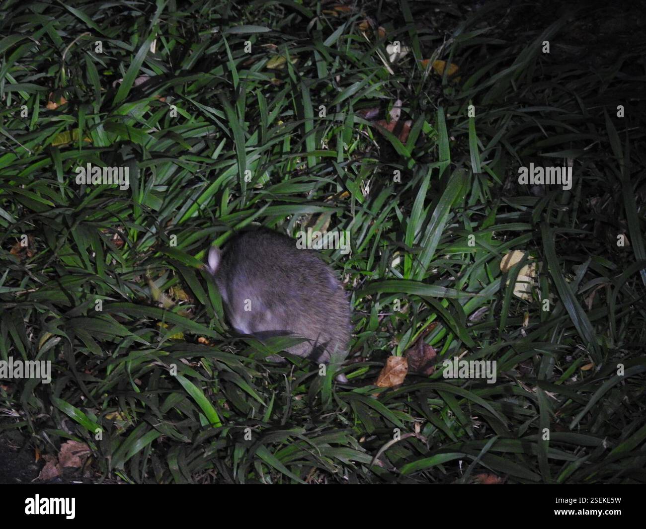 Queensland Barred Bandicoot (Perameles pallescens), Mammalia, Fig Tree ...