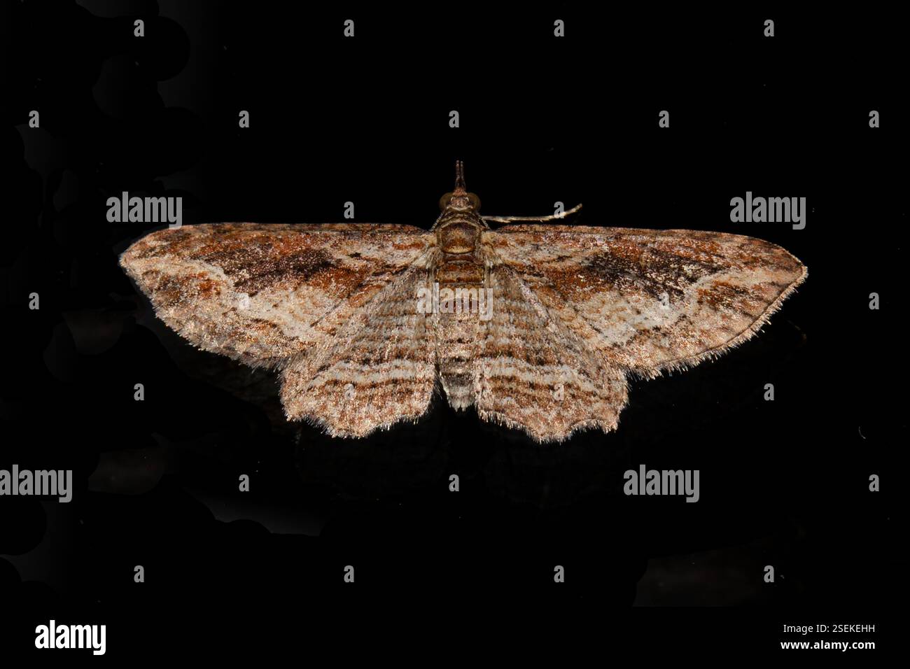 New zealand moth hi-res stock photography and images - Alamy