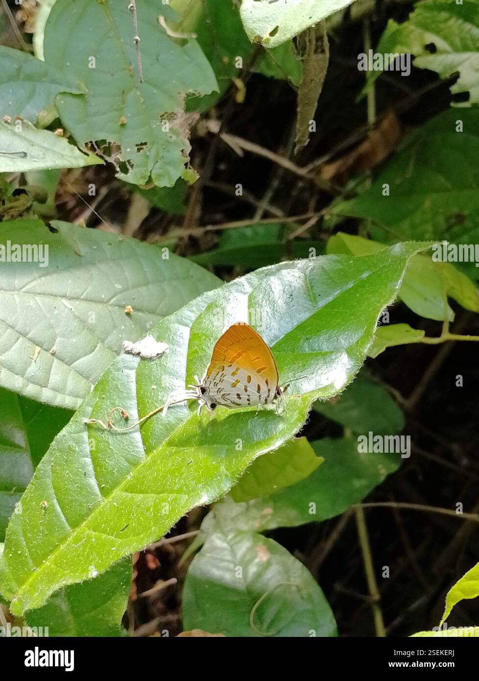 Common Posy (Drupadia ravindra), Insecta, Hpa-An Stock Photo - Alamy