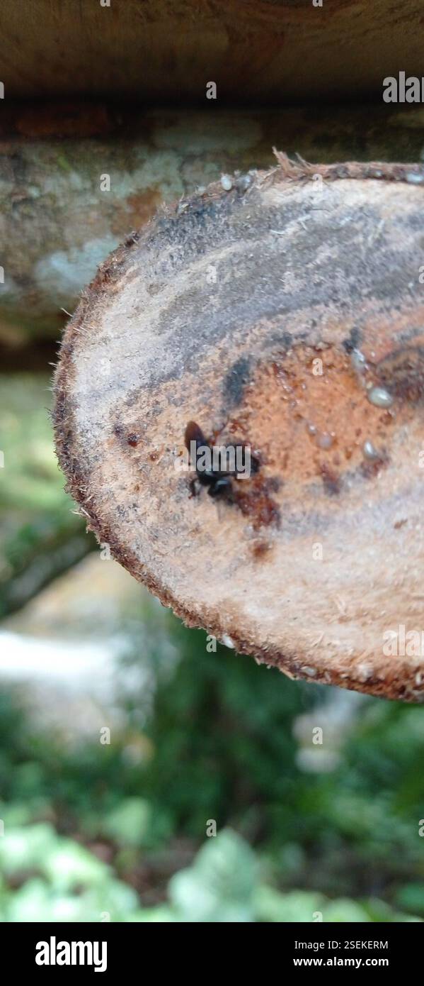 Spiny-legged Stingless bee (Trigona spinipes), Insecta, Bonito, PE ...