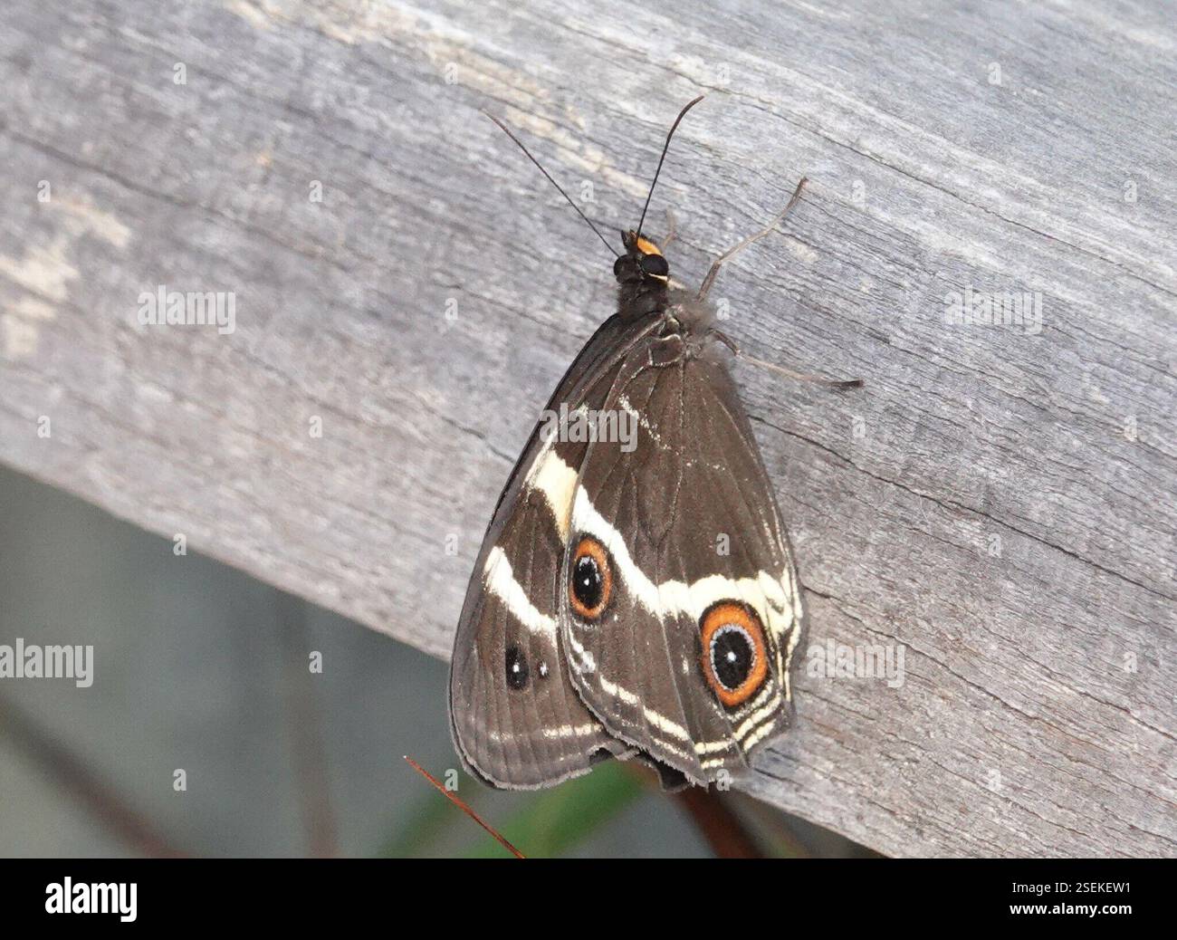 Swordgrass Brown (Tisiphone abeona), Insecta, Melbourne VIC, Australia ...