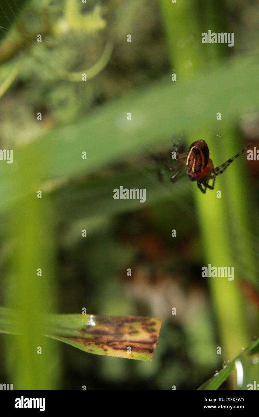 (Alpaida leucogramma), Arachnida, Oxapampa, PE-PA, PE Stock Photo - Alamy