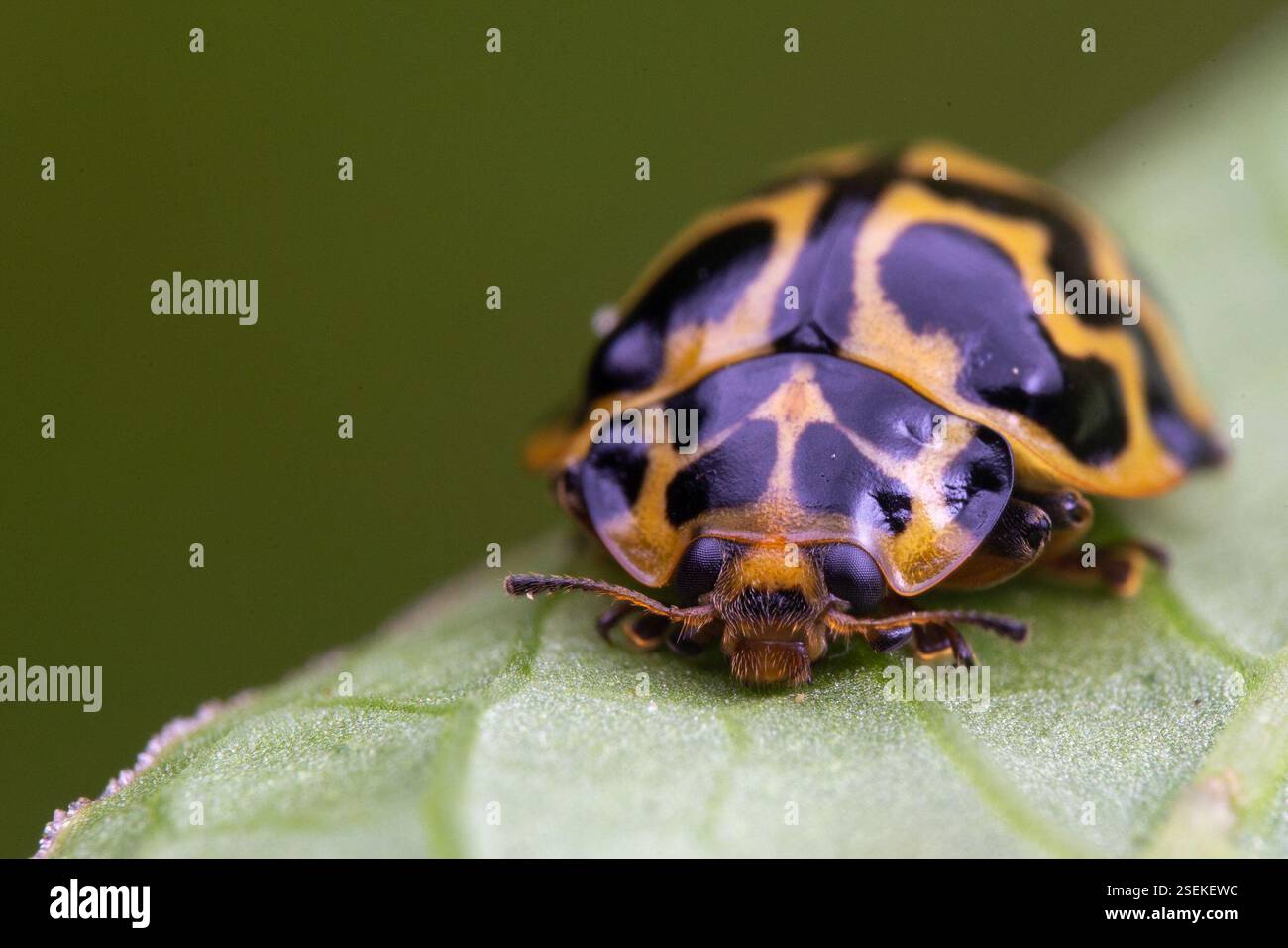 Tasmanian Ladybird (Cleobora mellyi), Insecta, Te Waipounamu/South ...