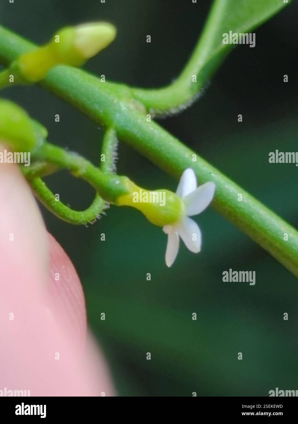 Pearlberry (Vallesia glabra), Plantae, La Paz, BCS, Mexico Stock Photo ...