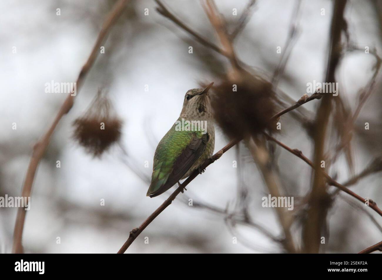 Anna's Hummingbird (Calypte anna), Aves, Lane, Oregon, United States ...