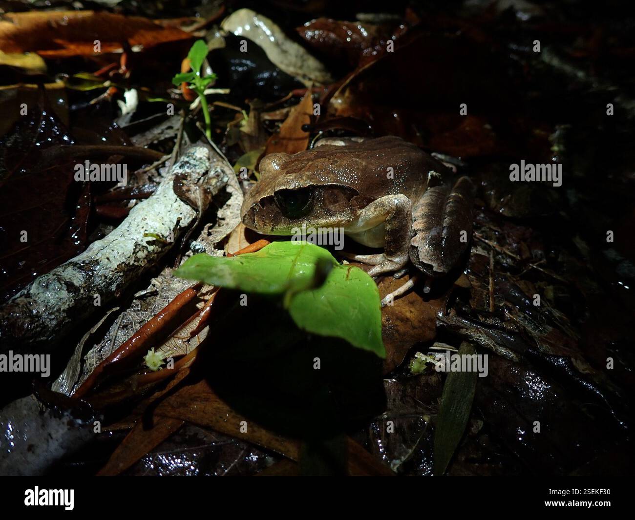 Australasian Barred Frogs (Mixophyes), Amphibia, Mount Carbine QLD 4871 ...