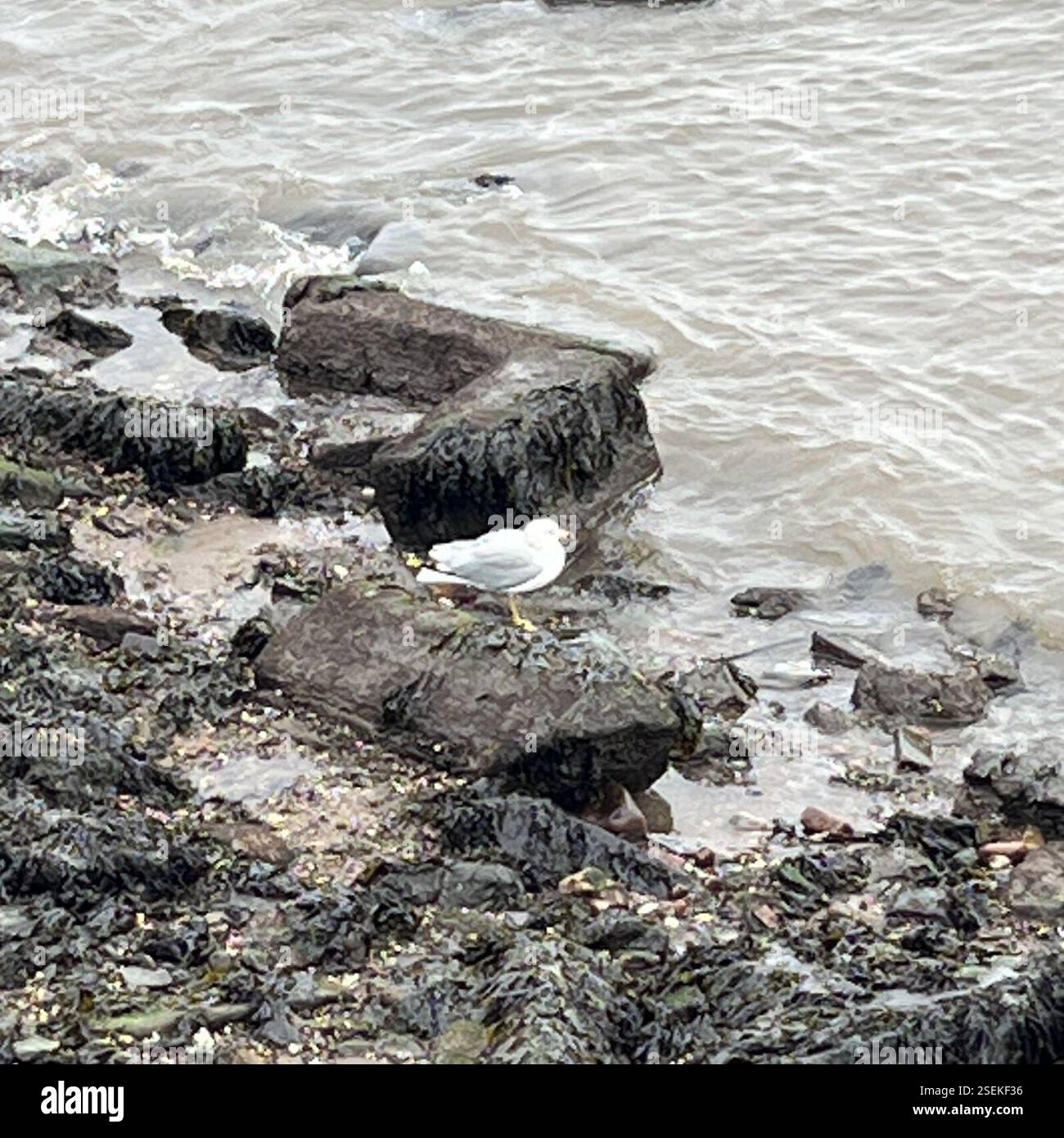 Ring-billed Gull (Larus delawarensis), Aves, Statue of Liberty, New ...