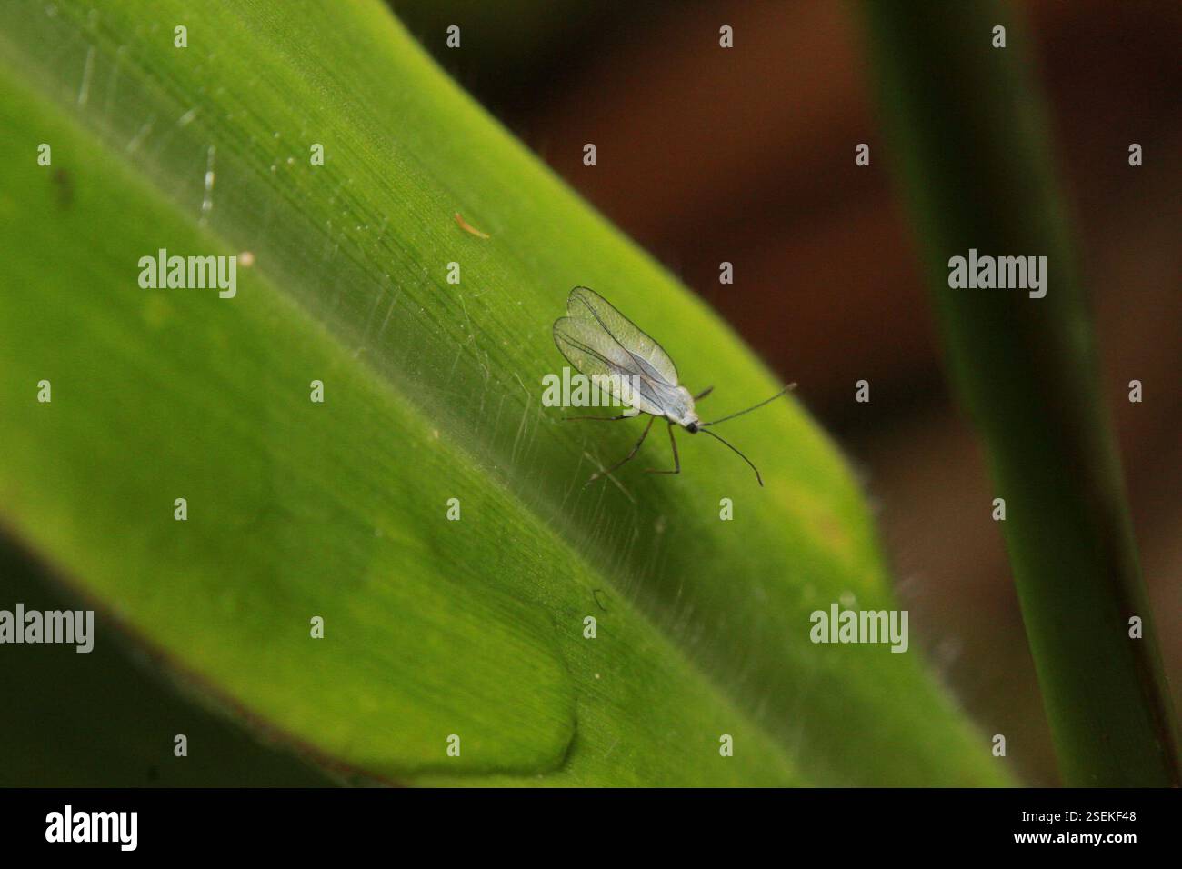 True Bugs, Hoppers, Aphids, and allies (Hemiptera), Insecta, Oxapampa ...