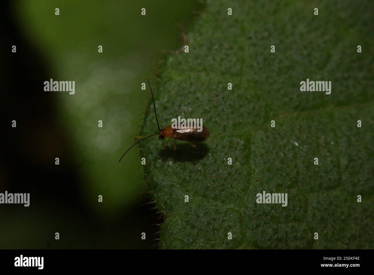 Leaf Beetles (Chrysomelidae), Insecta, Oxapampa, Peru Stock Photo - Alamy