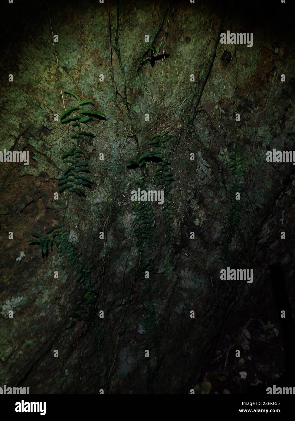 candle vine (Pothos longipes), Plantae, Wongabel QLD 4883, Australia ...