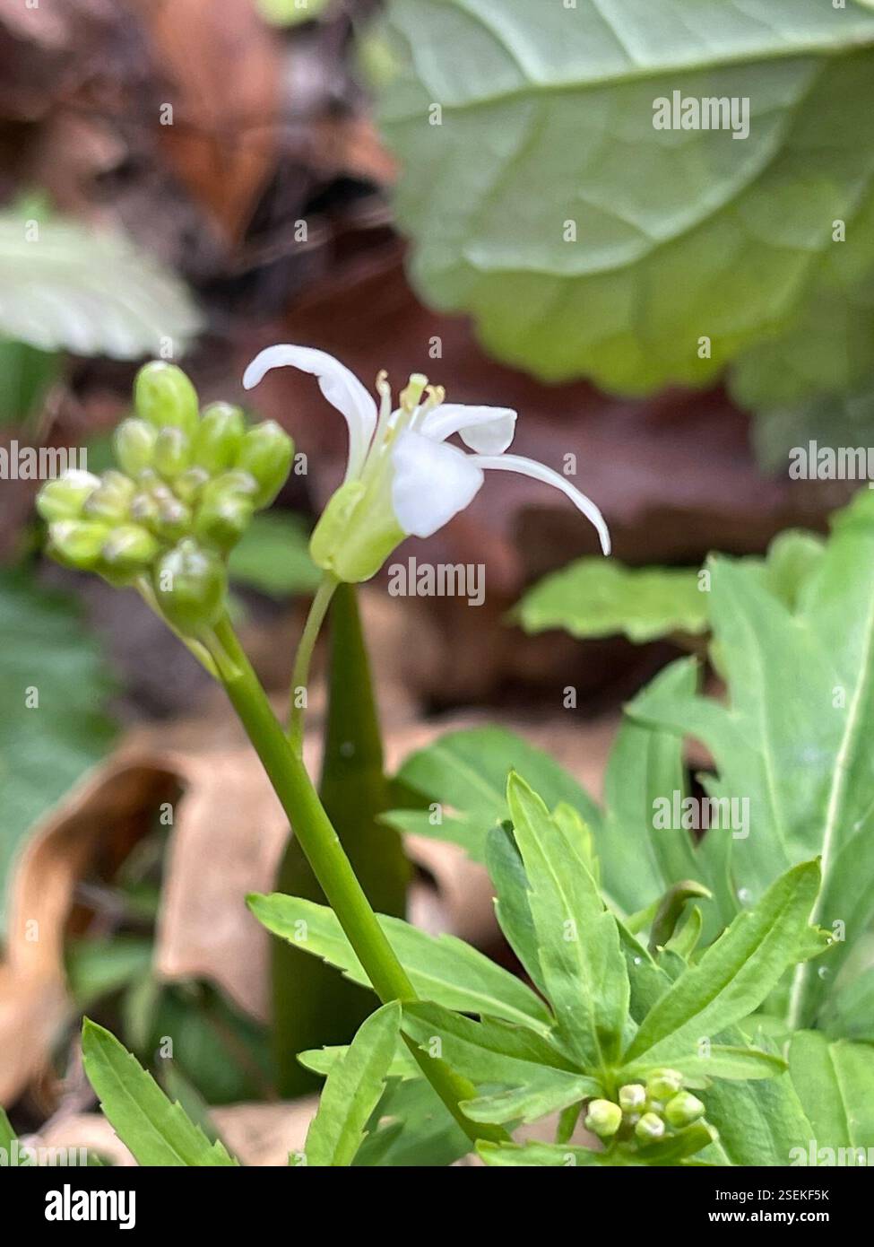 cut-leaved toothwort (Cardamine concatenata), Plantae, Torreya State ...