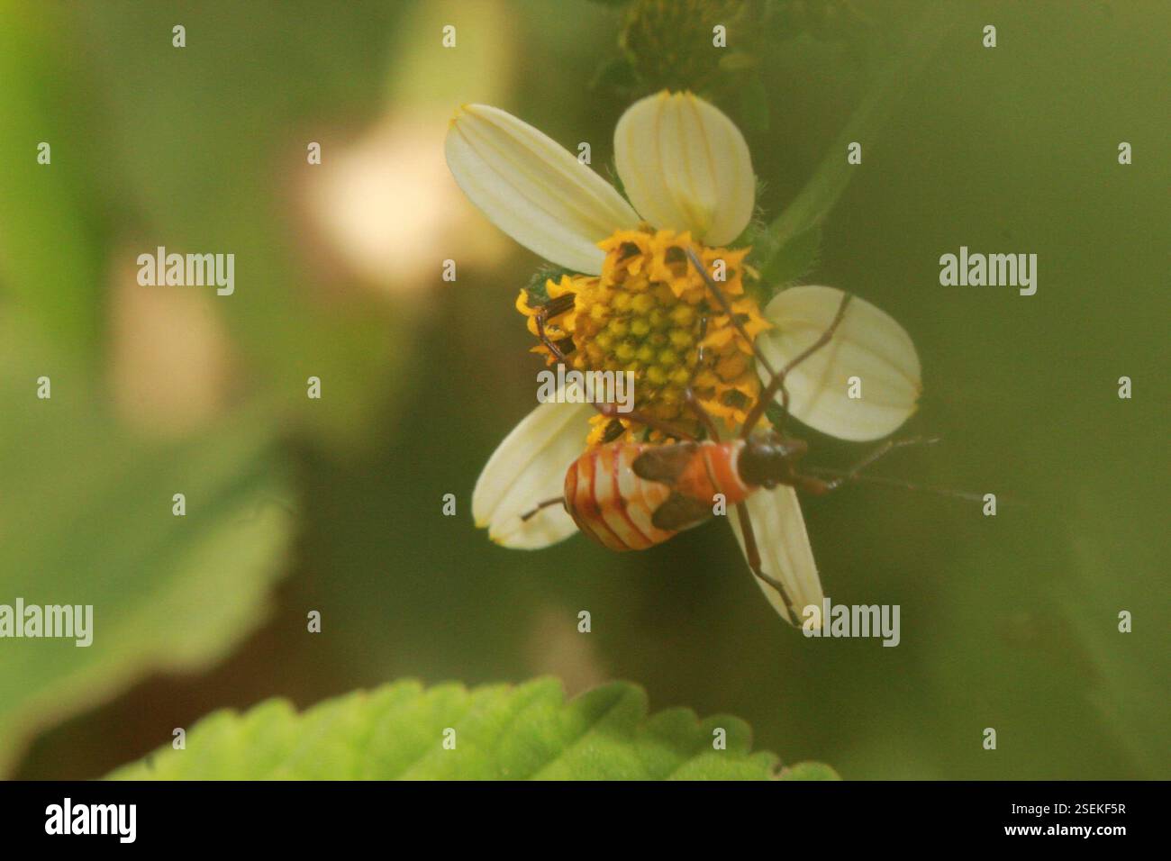 True Bugs, Hoppers, Aphids, and allies (Hemiptera), Insecta ...