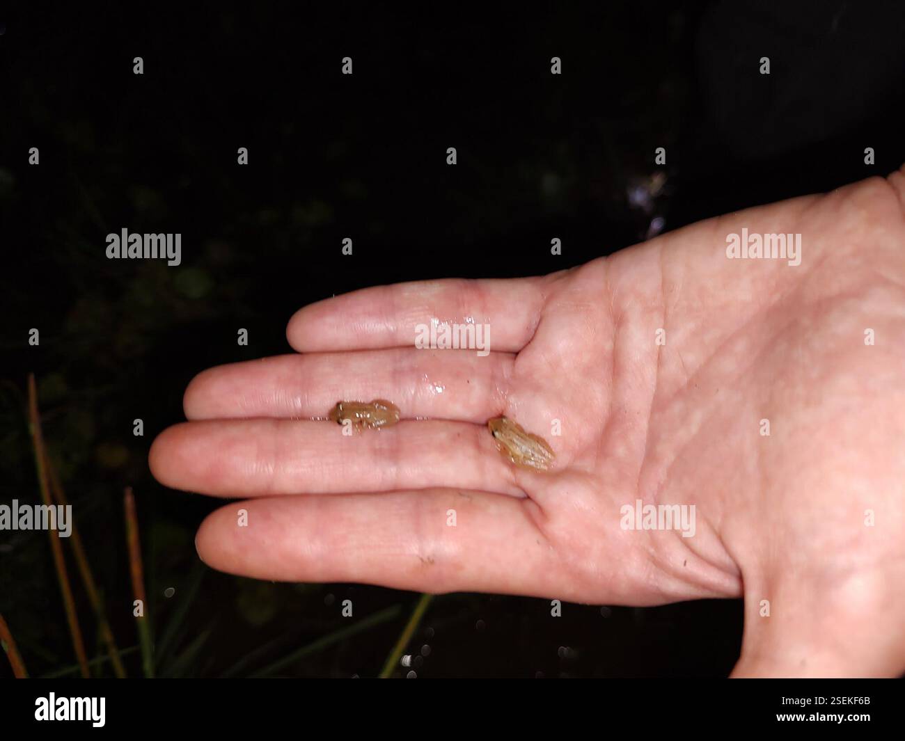 Lesser Tree Frog (Dendropsophus minutus), Amphibia, Rodovia BR 290 ...