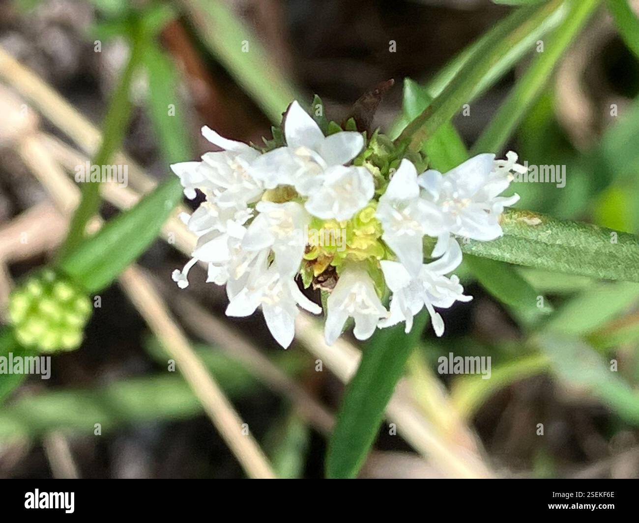 shrubby false buttonweed (Spermacoce verticillata), Plantae, Saint ...