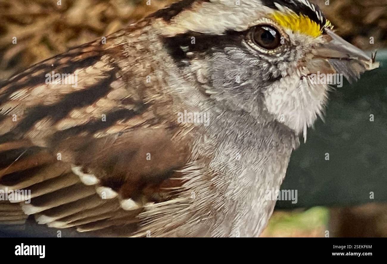 White-throated Sparrow (Zonotrichia albicollis), Aves, Mitchell St ...